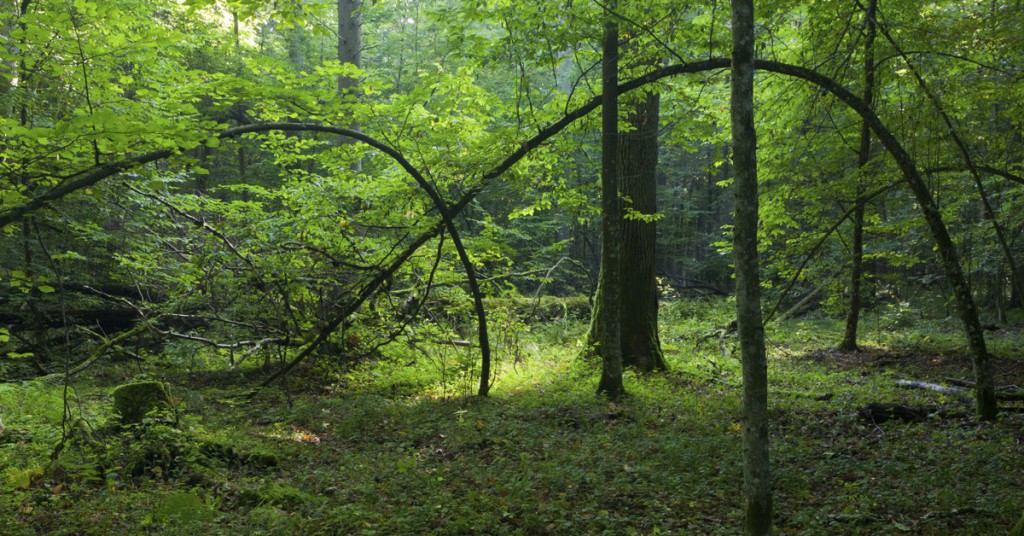 Las 7 selvas más impresionantes del planeta