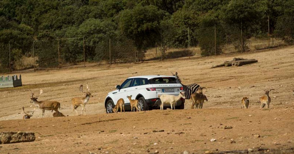 Los 10 safaris más salvajes que visitar en España
