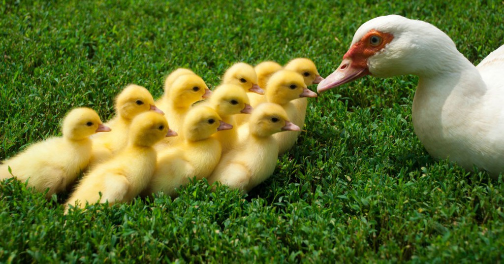 Los 15 animales más adorables del mundo