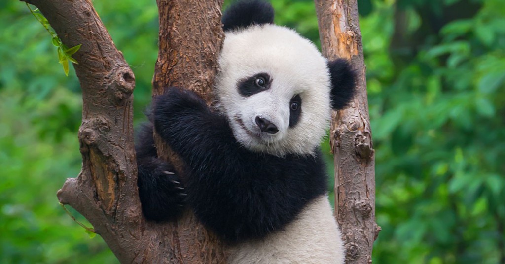 Los 15 animales más adorables del mundo