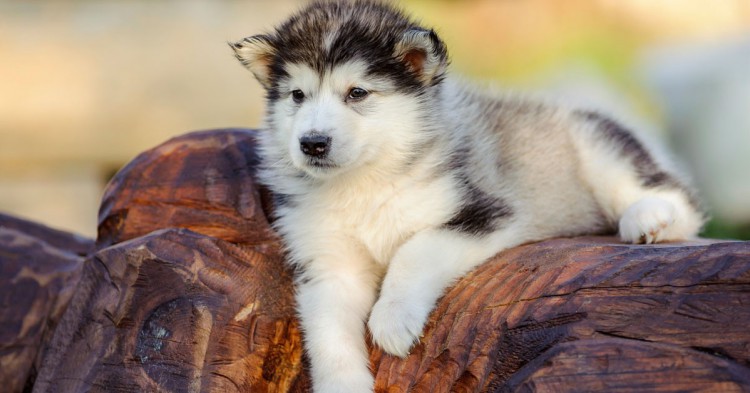 Los 15 animales más adorables del mundo