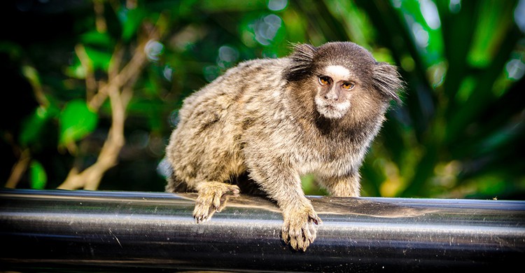 5 lugares recónditos donde perderte con monos